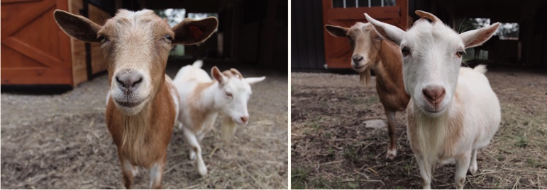 ANIMAL RESIDENTS – New England Animal Sanctuary