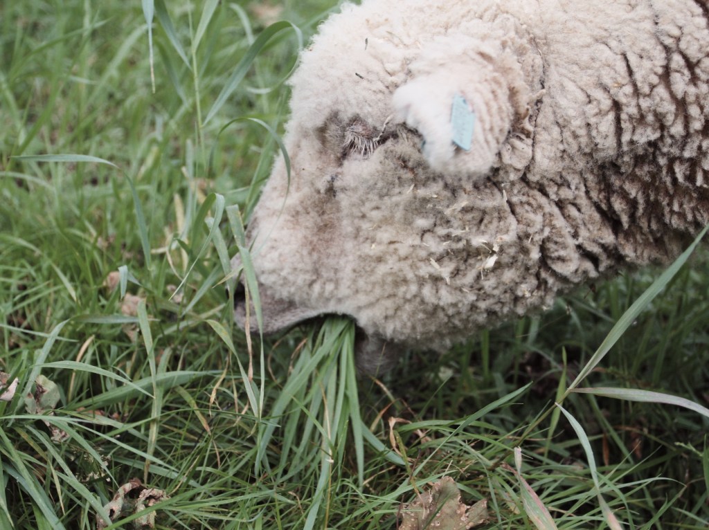 Photo Gallery – New England Animal Sanctuary