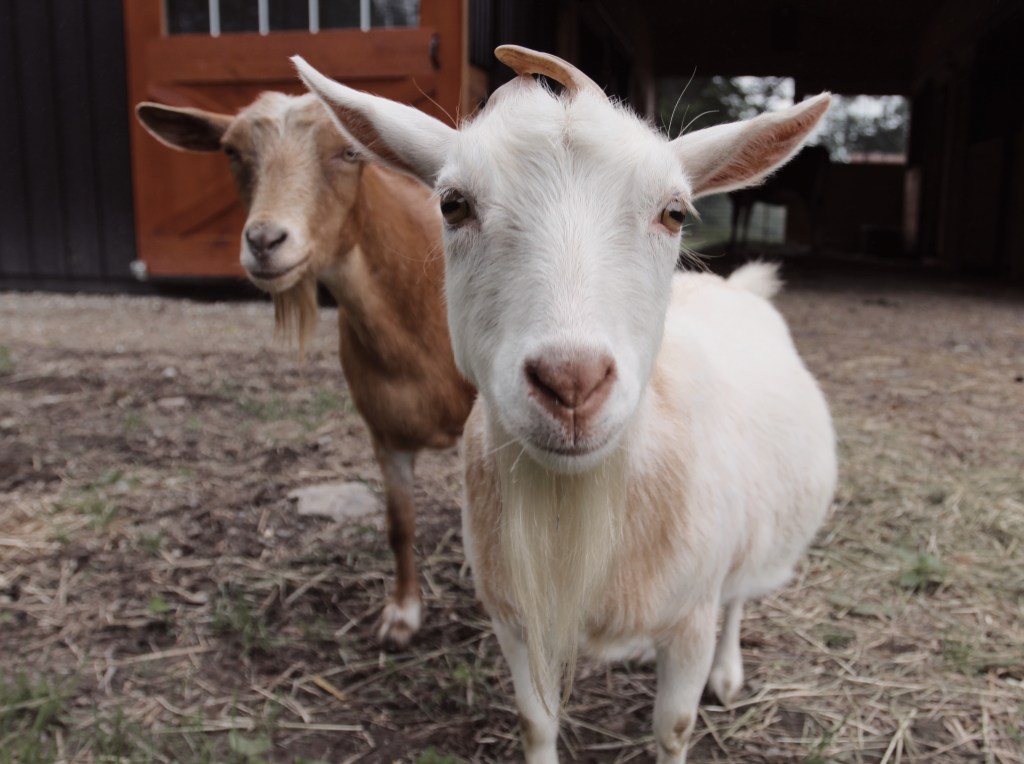 Photo Gallery – New England Animal Sanctuary