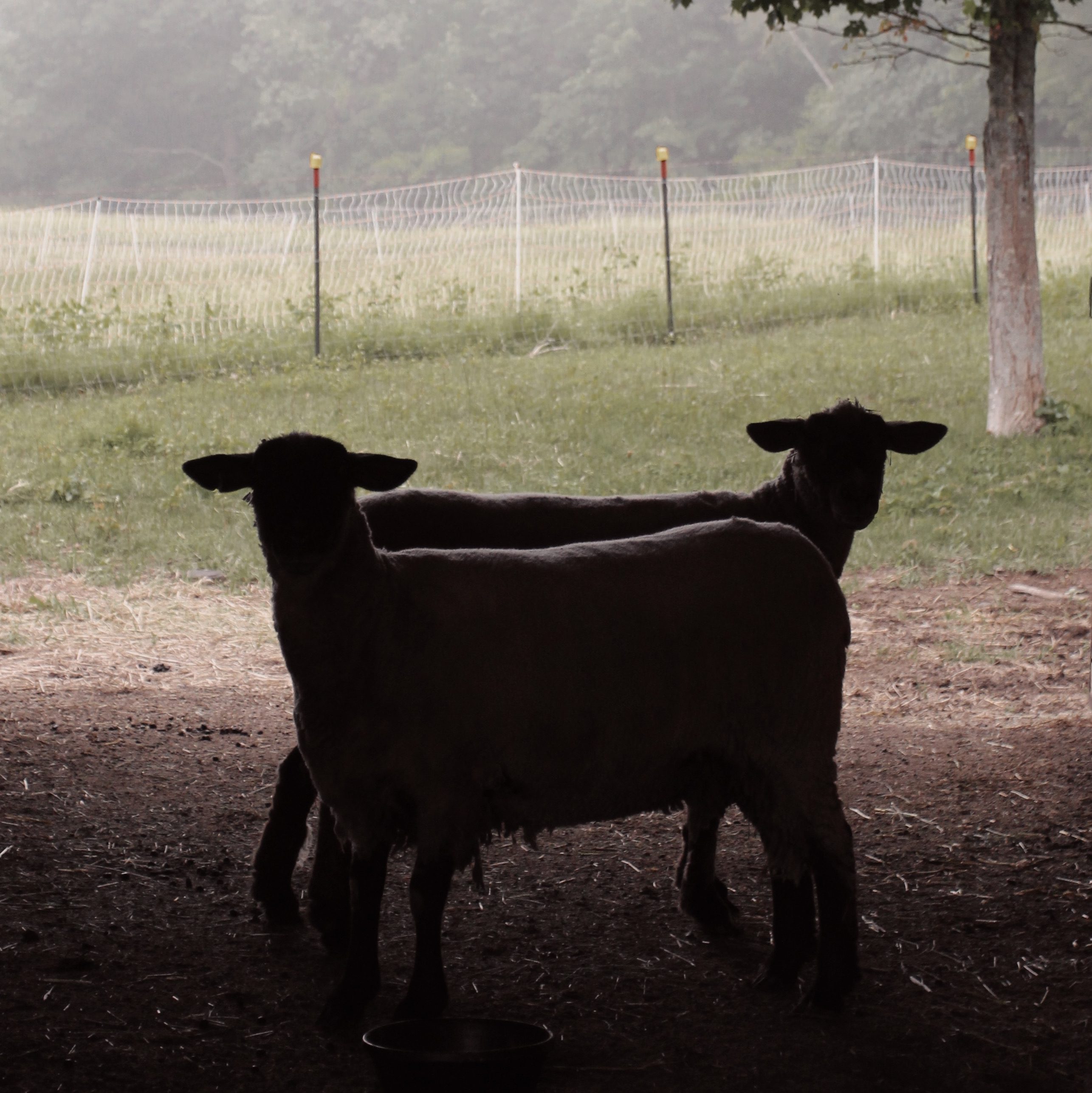 Photo Gallery – New England Animal Sanctuary